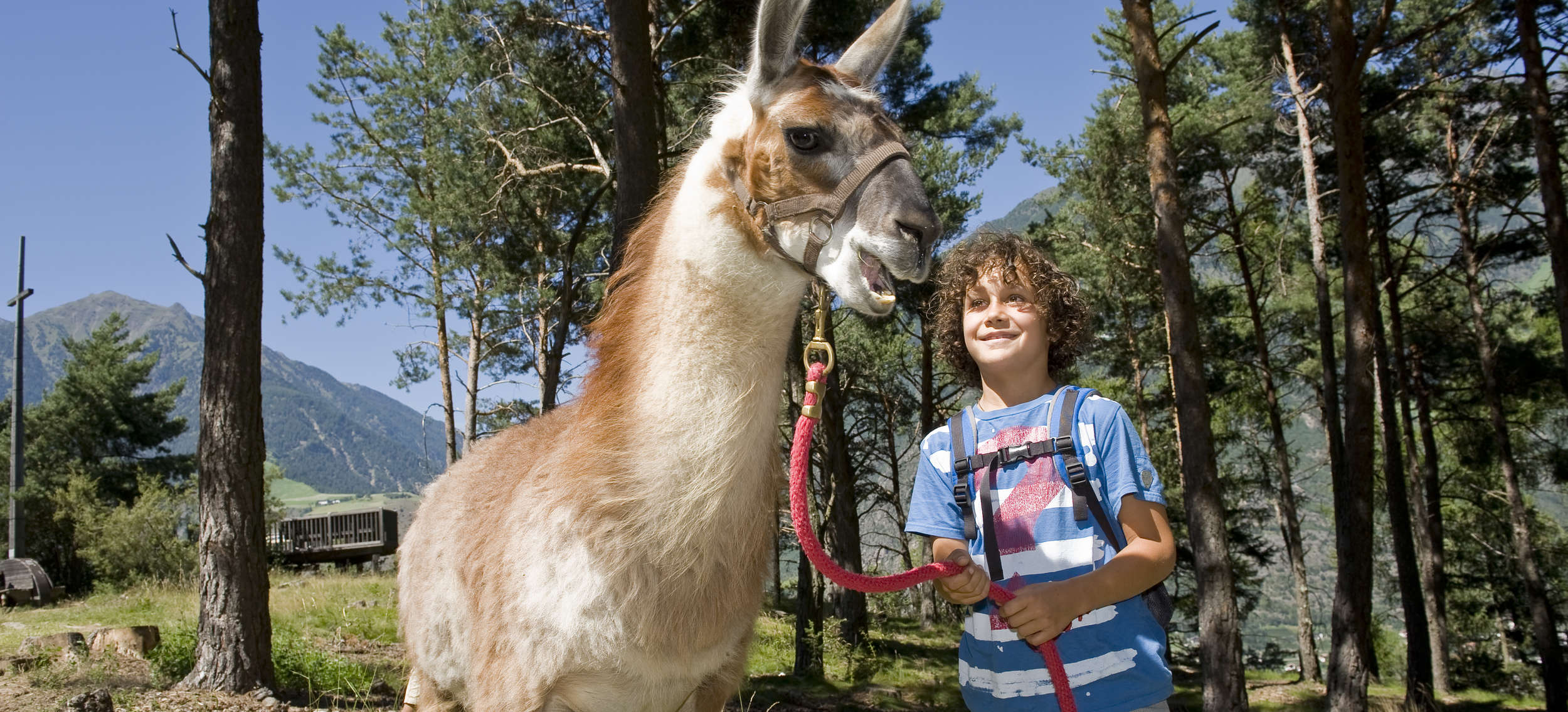 Lama Trekking im Vinschgau | Rofenhof