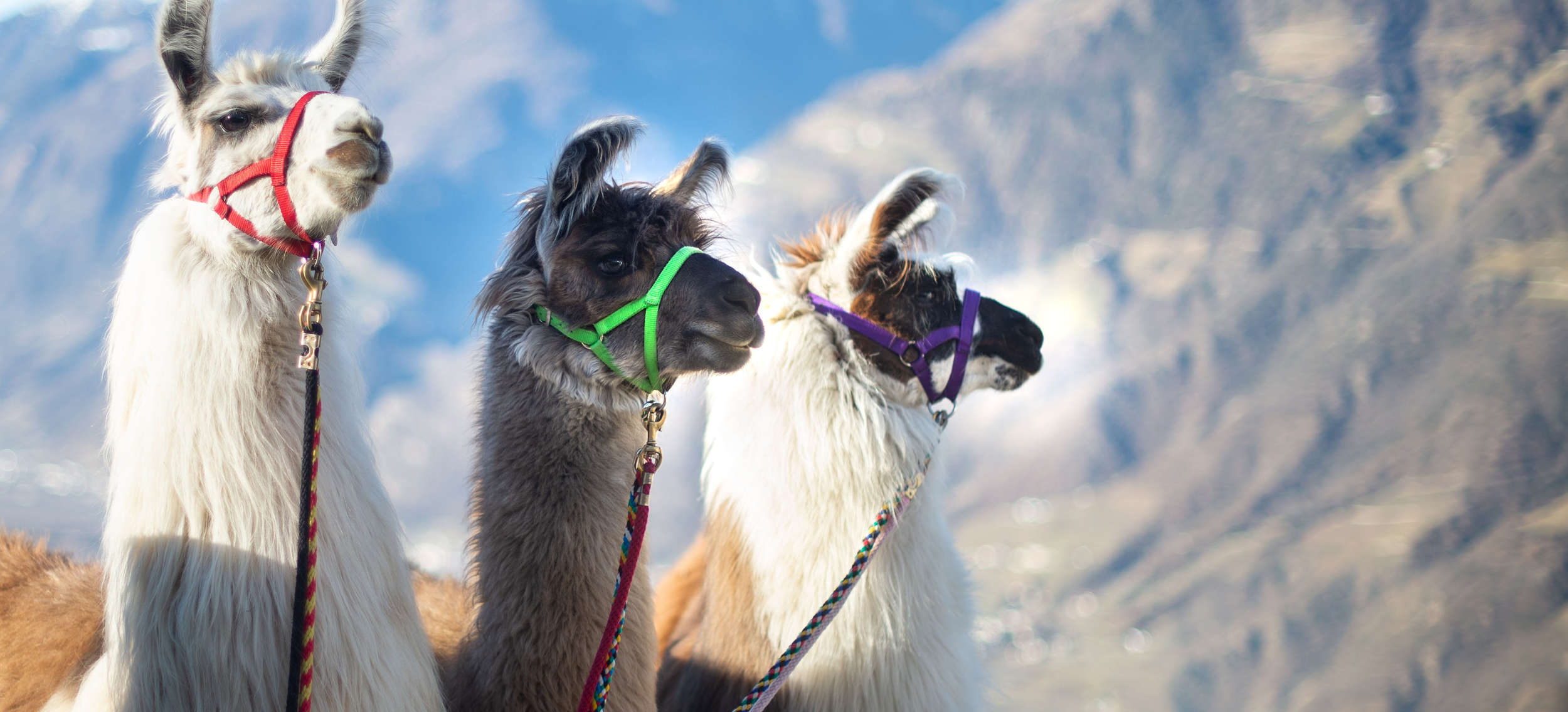 Lama Trekking im Vinschgau | Rofenhof