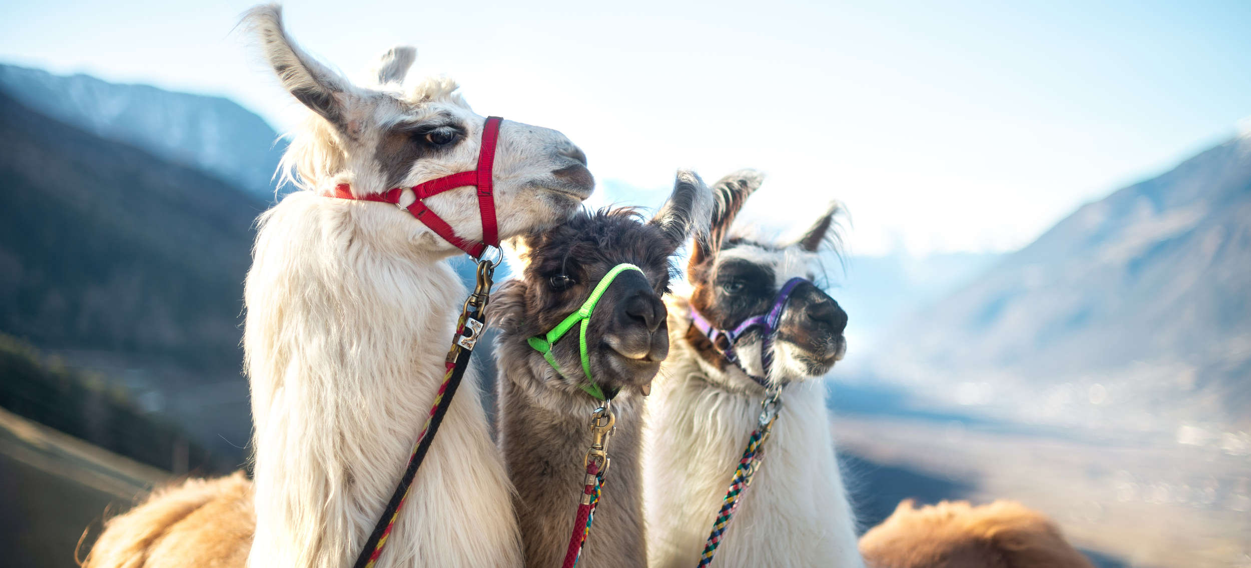 Lama Trekking im Vinschgau | Rofenhof
